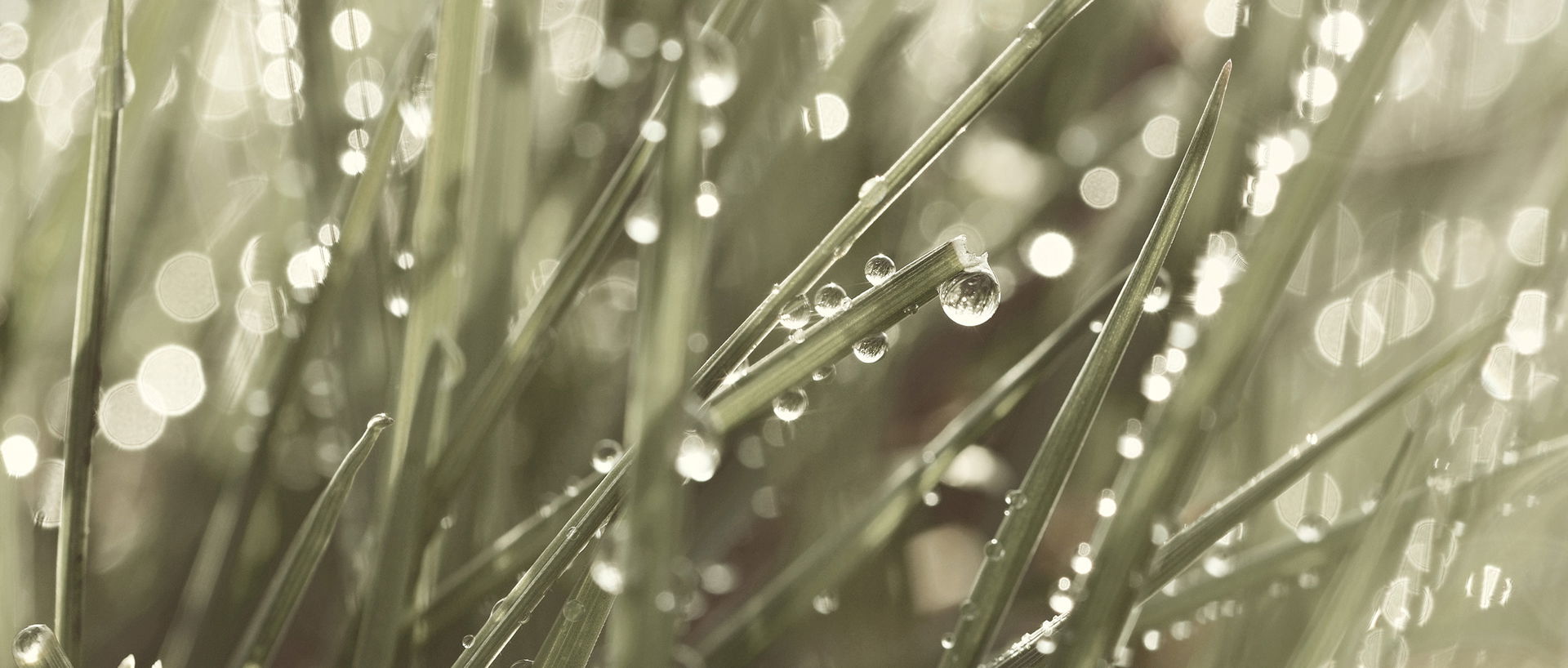 Niessing NOW Twist ring